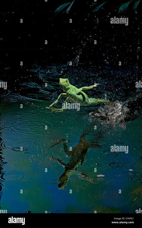 Green Basilisk Or Plumed Basilisk Running On Water Basiliscus
