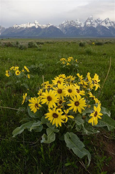 Sunflowers In The Tetons Stock Image Image Of Idyllic 32846287