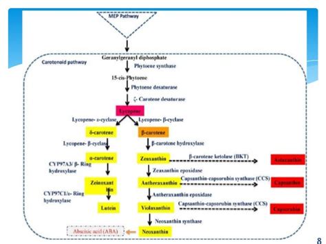 Carotenoids Biosynthetic Pathway