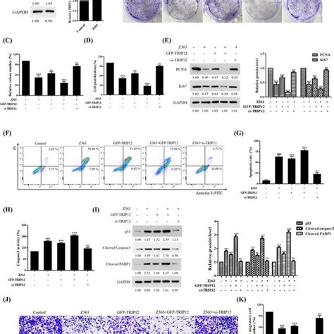 Compound 7l Induced Apoptosis In Mcf 7 Cells Mcf 7 Cells Were Treated