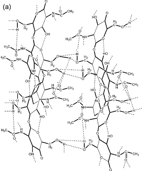Chitin Molecule