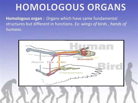 Heridity And Evolution Biology Class 10 Cbse Ppsx
