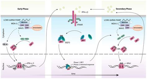 viruses special issue lcmv a pillar for immunology research