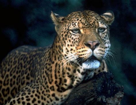 Cheetah Leopard And Or Gepard What Is The Difference Acinonyx