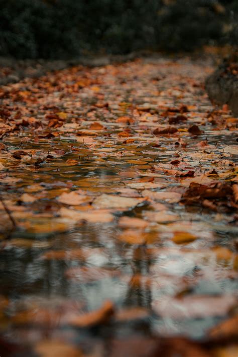 Autumn Rain Wallpaper Photos Download The Best Free Autumn Rain