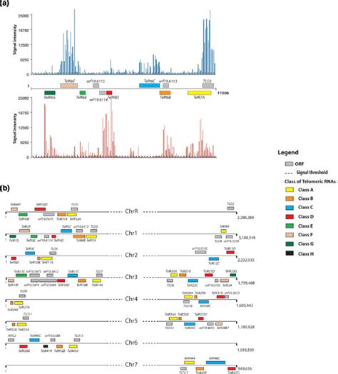 Subtelomeric Regions Bear Transcriptionally Active Clusters Of Ncrnas