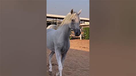 جمال الخيل العربي الأصيل💚💚 خيل خيلعربيهاصيله سباقالخيل Youtube