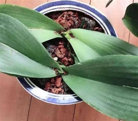 养1种花全靠捡春节后捡几盆做3步处理栽盆里当年又开花 植株