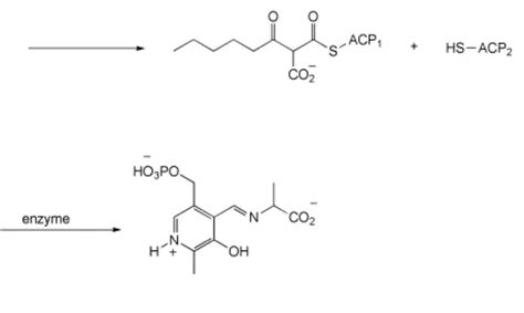 Solved 1 Step In Fatty Acid Biosynthesis ACP Acyl Chegg Com