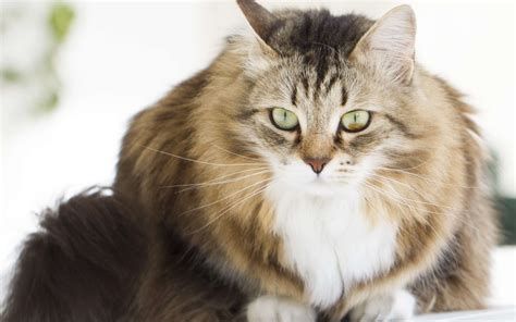 Il Mio Gatto è Leggenda Il Portale Del Mio Gatto