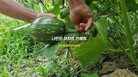 호박토마토블루베리따고 국화심고 비료주는 선재정입니다 Youtube