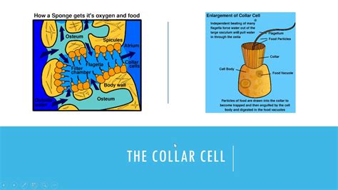 Sponge Collar Cells