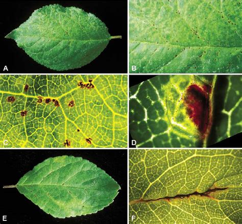 Examples Of Weak Necrosis On The Leaf Blade Rating Value 1 The