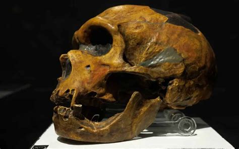 Why Neanderthals Disappeared While Humans Survived What New Evidence
