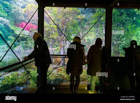Panometer Dresden Amazonien Faszination Tropischer Regenwald Ist Ein