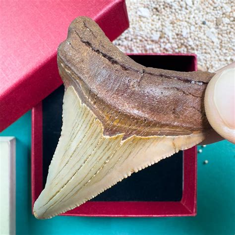 Fossil Otodus Chubutensis Shark Teeth Rare Finds From South Carolina