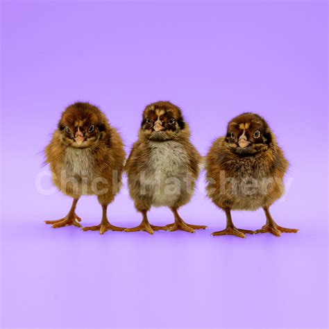Chickens Chick Hatchery