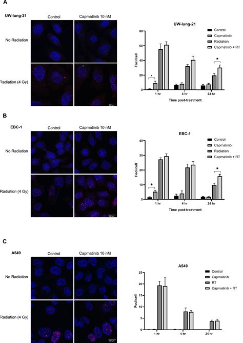 Met Inhibitor Capmatinib Radiosensitizes Met Exon 14 Mutated And Met