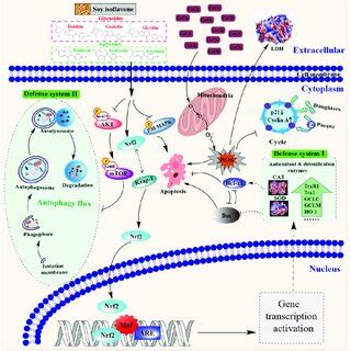 Schematic Diagram Of The Potential Mechanisms Of The Neuroprotective