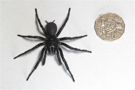 Hallan en Australia una de las arañas más grandes y venenosas del mundo