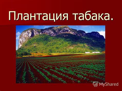 Презентация на тему Плантация табака Сбор табака Цветение Табака