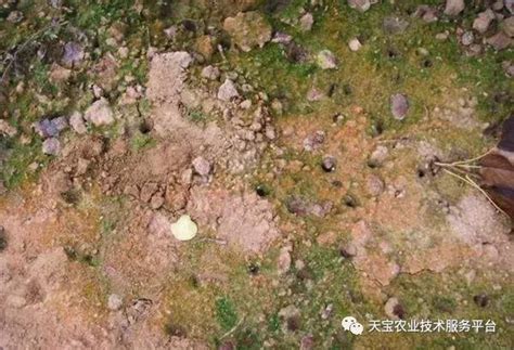 土壤酸化鹽漬化原因詳解 每日頭條