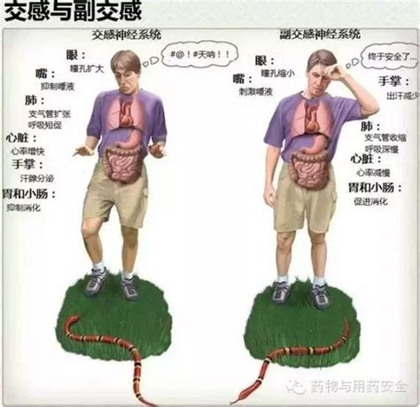 人体的交感神经与副交感神经感觉神经