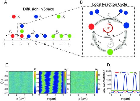 Schematic Illustration Of The Stochastic Reaction Diffusion System And