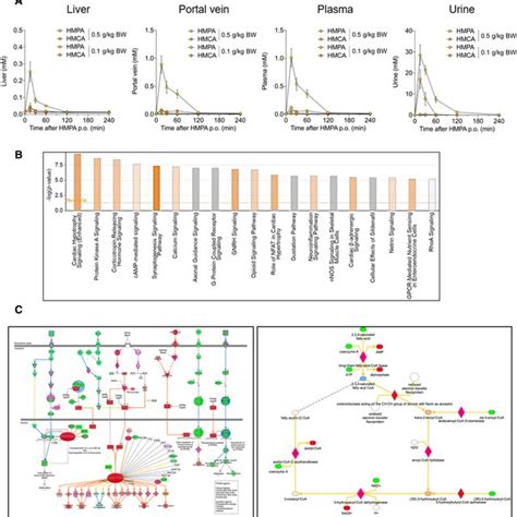Pharmacokinetic Profiles Of Hmpa And Rna Seq Transcriptome Analysis Of