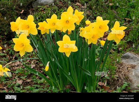 Narcissus Golden Harvest Stock Photo Alamy