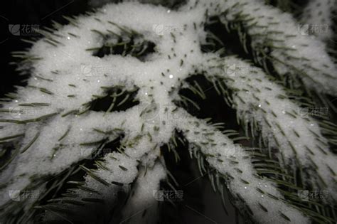 松树上的雪素材 花瓣网