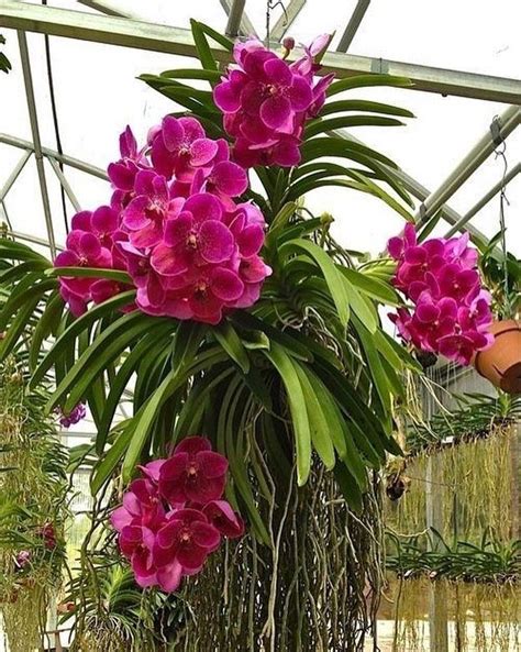 Deseja aprender a cultivar orquídeas Clique na imagem e confira