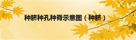 种脐种孔种脊示意图种脐 环球知识网