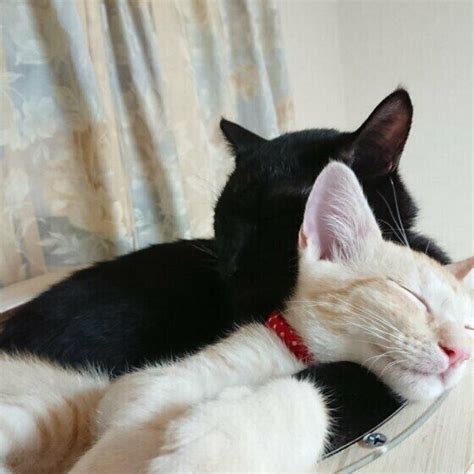 猫が飼い主の腕をギュッと抱きしめてくるときに考えられる2つのこと（ねこのきもちnews）