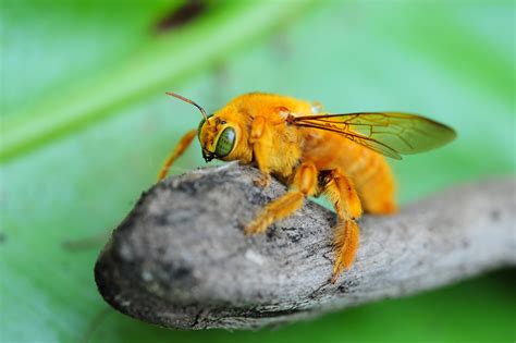 File Carpenter Bee  Wikimedia Commons