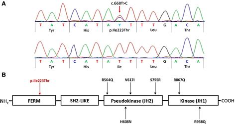 Identification Of A Jak2 Ferm Domain Variant Associated With Hereditary Thrombocytosis Pmc