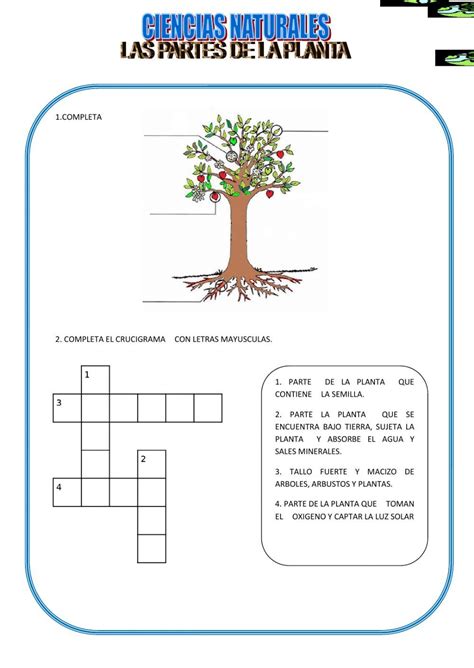 Partes De La Planta Ciencias De La Naturaleza Worksheet Artofit