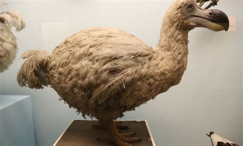 In Britain Firstly In The Century The Skeleton Of An Extinct Bird Dodo