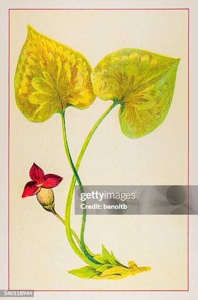 65 Ginger Botanical Illustration High Res Illustrations Getty Images