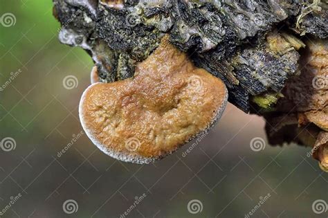 Hapalopilus Rutilans Also Known As Hapalopilus Nidulans Is A Species