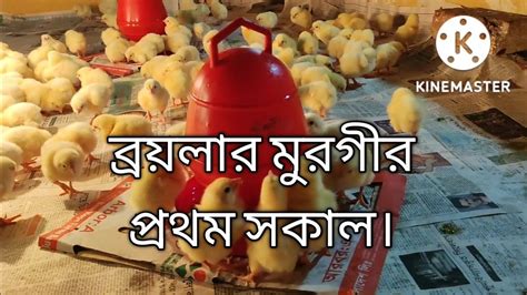 ব্রয়লার মুরগীর বাচ্চা পালন Youtube