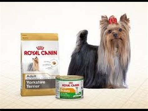 El mejor alimento para Yorkshire Terrier descubre la opción ideal