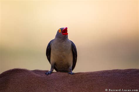 A Red Billed Oxpecker Sitting On An Impala South Luangwa Zambia