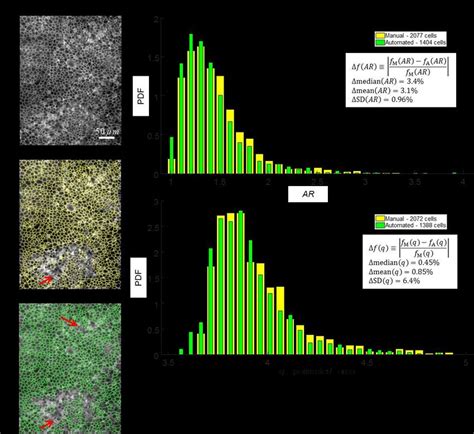 figure s4 automatic vs manual detection of boundaries a a typical
