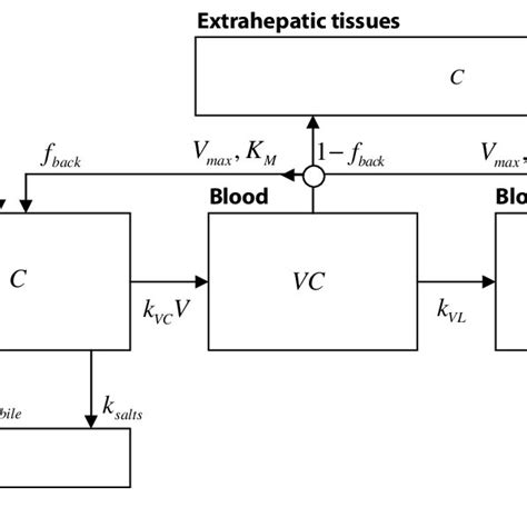 Simplifi Ed Scheme Of LDL Cholesterol Metabolism In Humans For Download Scientific Diagram
