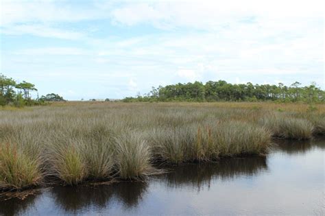 Cama Land Use Planning Services Withersravenel