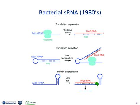 Ppt Phylogenetic Signatures Of Rna Rna Contacts In Bacteria