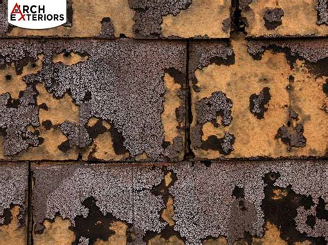 Dry Rot 6 Things Every Homeowner Should Know