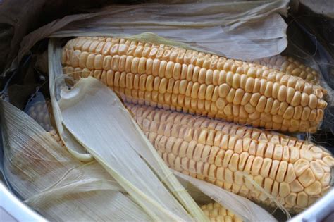 Как варить кукурузу в какой воде: Как правильно варить кукурузу в кастрюле