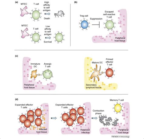 Bystander T Cell Activation Implications For Hiv Infection And Other